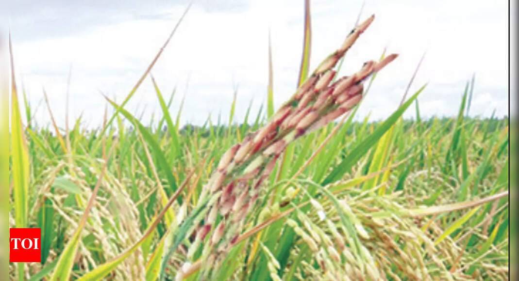 Msp: Paddy Procurement On Msp To Commence From November 1 | Raipur News ...