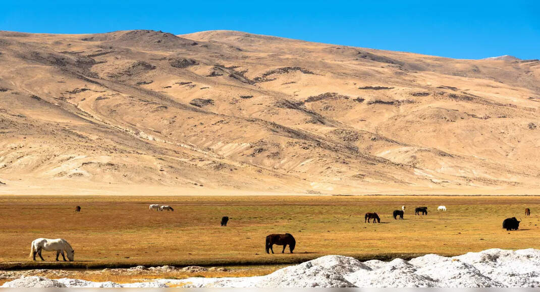 Puga Valley and things that make it an amazing tourist hotspot ...