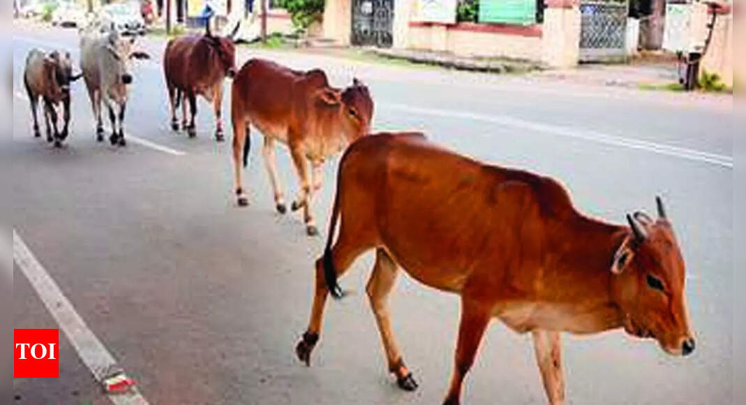 Cow Hurt After Chewing Firecracker | Kanpur News - Times of India