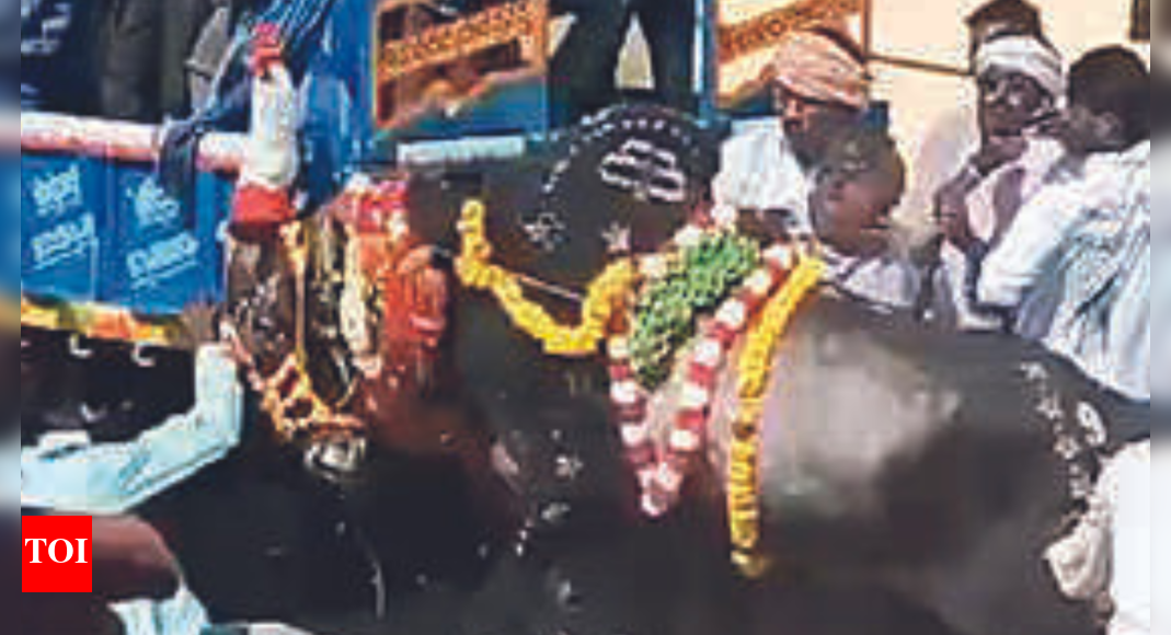 Shivamogga: Karnataka: Two gored to death in Shivamogga bull races ...