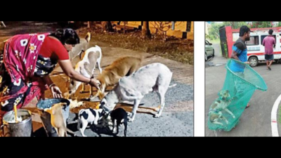 Sterilization goes up in stray-feeding zones in Kolkata | Kolkata News ...