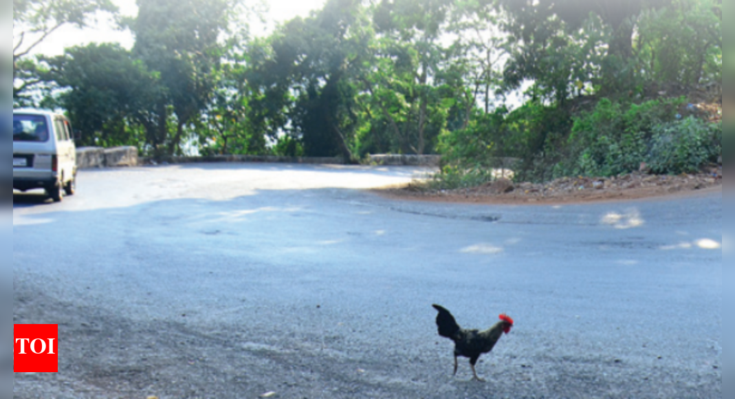 Goa has fifth best rural roads in country, 3 times the national average ...