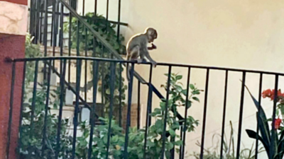 Monkey mayhem in Noida: Residents in this sector fear going out | Noida ...