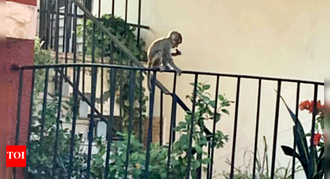 Monkey mayhem in Noida: Residents in this sector fear going out | Noida ...