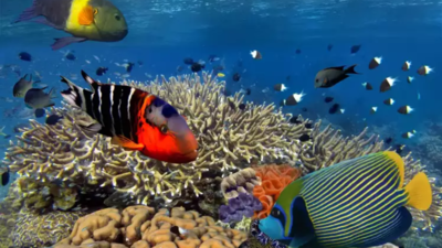 Goa to put spotlight on marine wildlife, moots intertidal walks | Goa ...