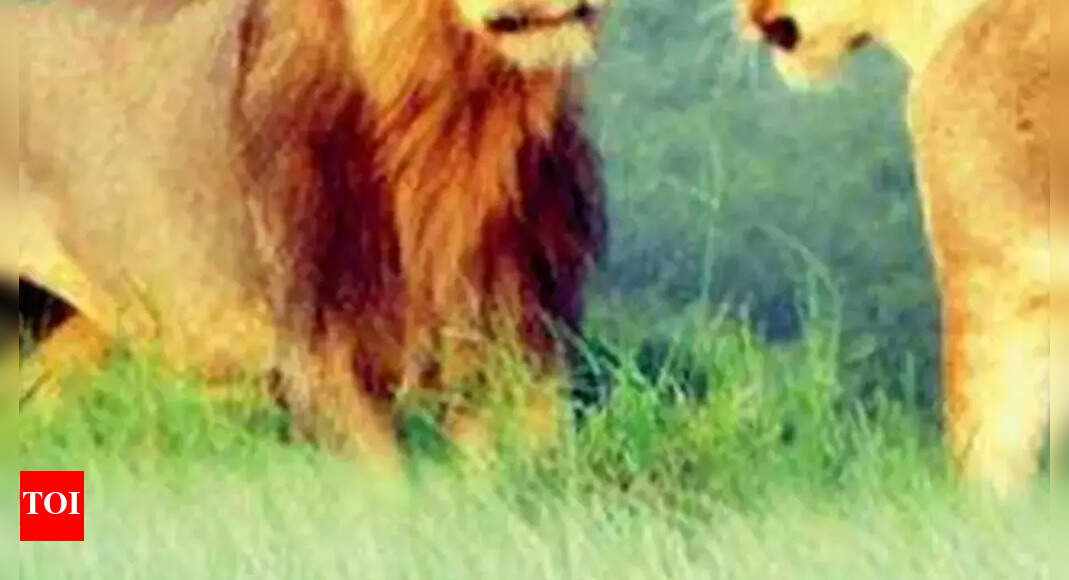 CZA approves proposal to transfer pair of lions to Sanjay Gandhi ...