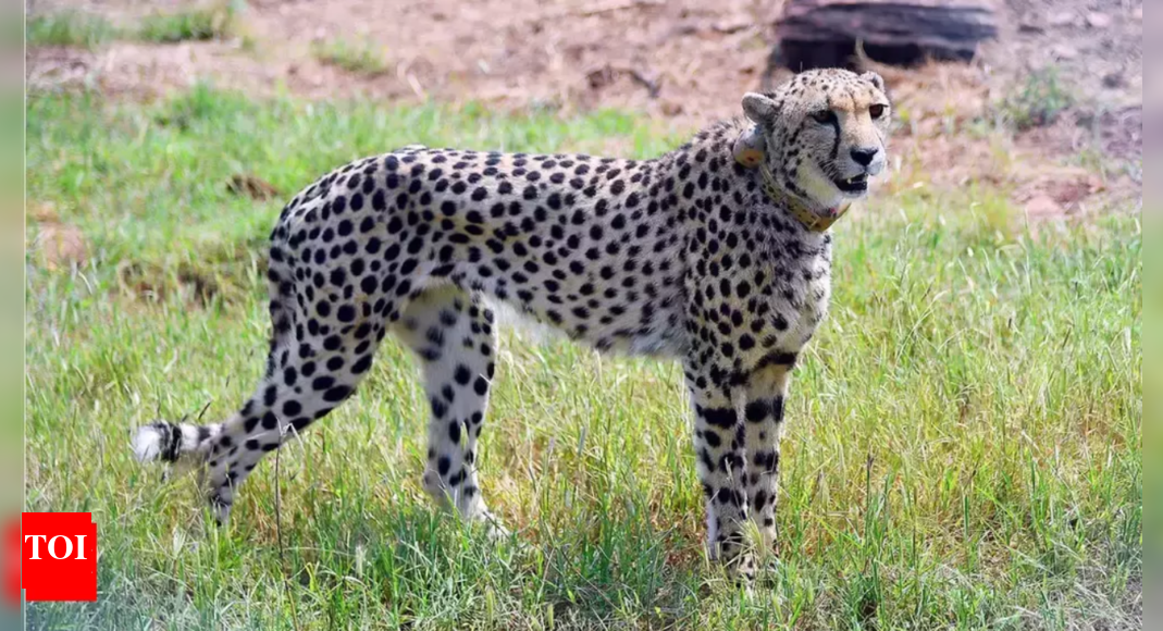 Cheetahs To Be Moved To Bigger Bomas Next Wk | Bhopal News - Times of India