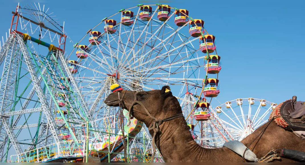 Pushkar Camel Fair: Rajasthan is all ready to host the annual Pushkar ...