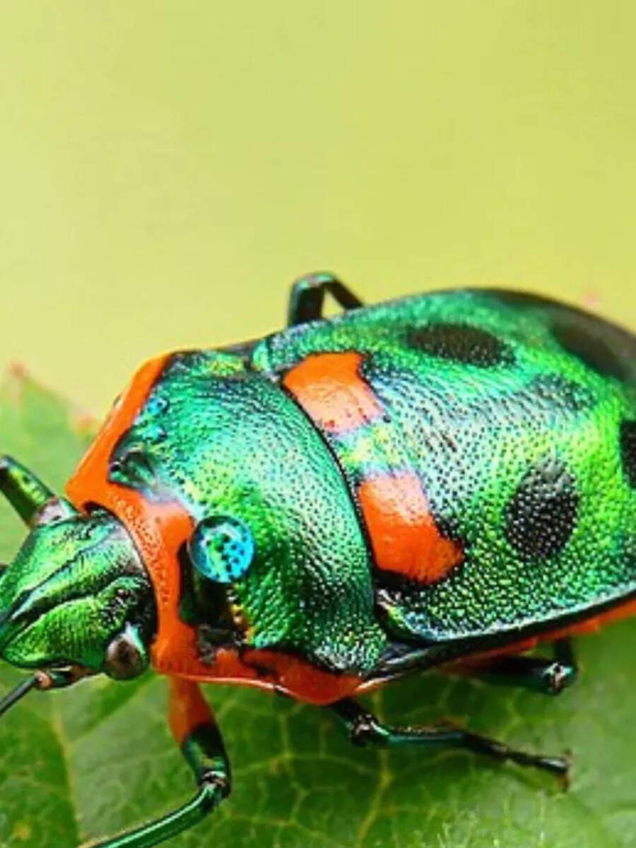 7 weirdest insects in the world | Times Now