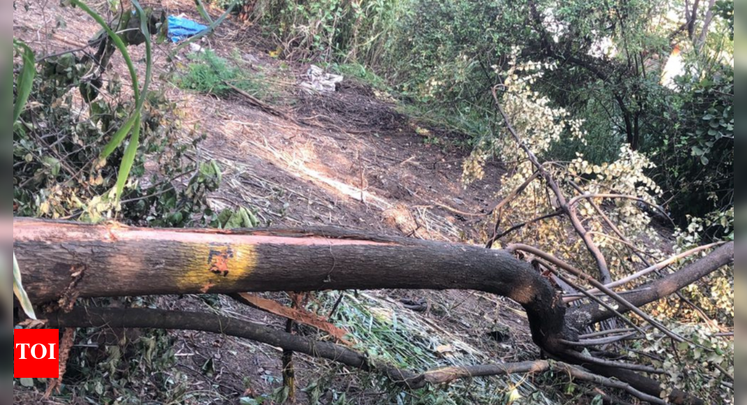 Kille Gaothan: Navi Mumbai: Belapur Kille Gaothan area losing trees to ...