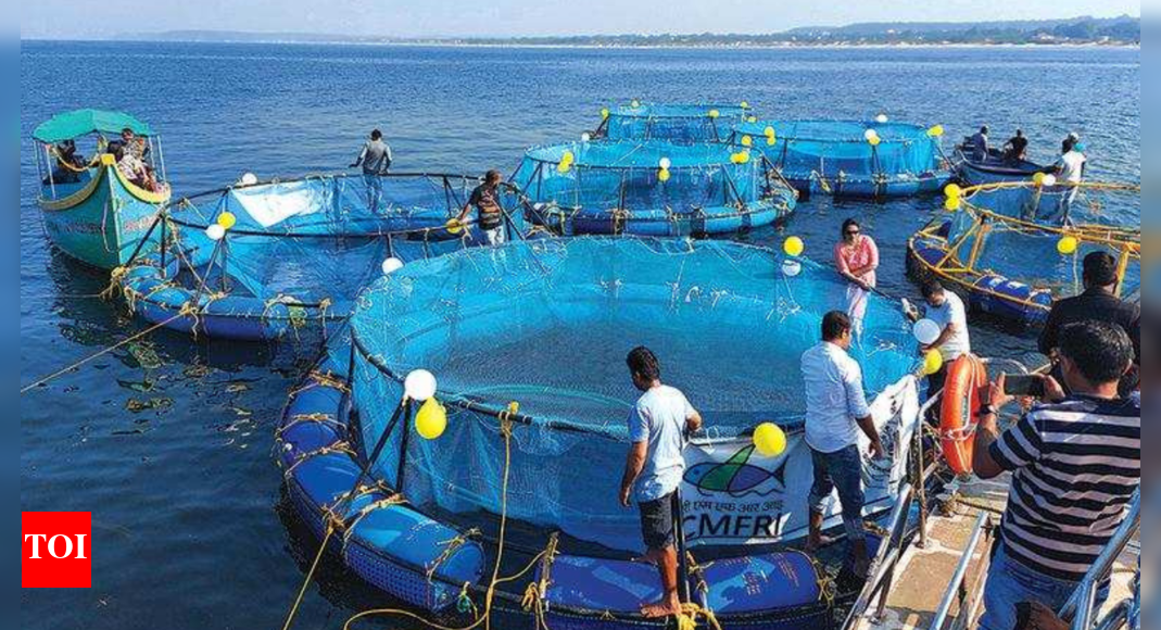 Goa’s first open-sea cage fish farm commences operations | Goa News ...