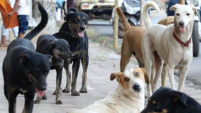 11 cases of rabies in canines found outside Goa’s borders | Goa News ...
