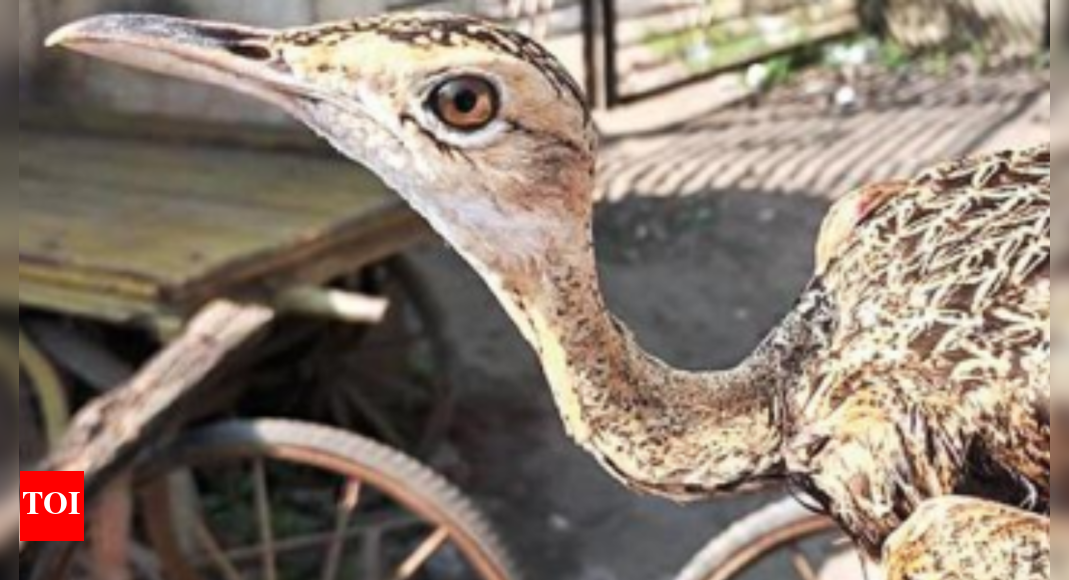 Lesser Florican: Forest Dept Faces Flak After Rescued Lesser Florican ...