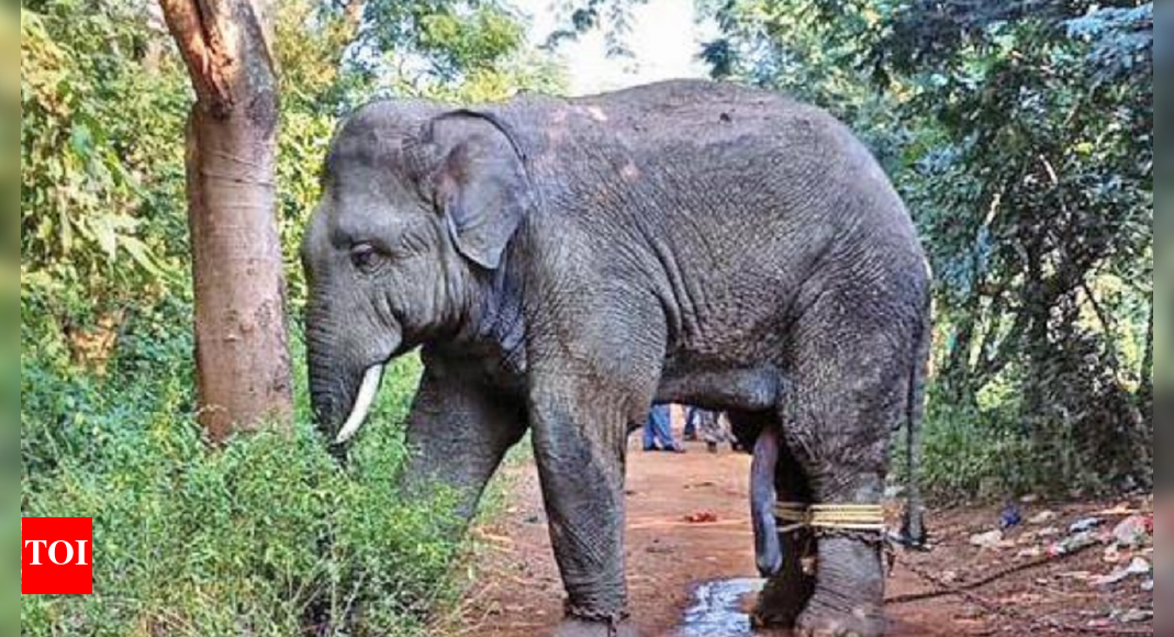 Odisha: Elephant brought to rescue centre after villagers oppose ...