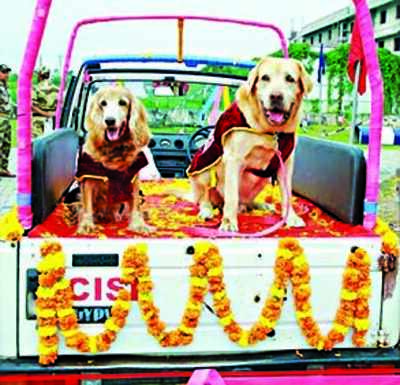 2 Cisf Dogs At Cial Retire After 10 Years Of Service | Kochi News ...