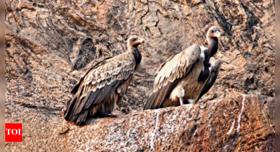 Vets Bat For Nationwide Drug Ban To Save Vulture Population | Bengaluru ...
