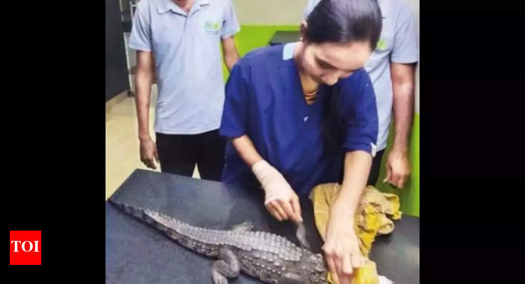Marsh crocodile, Initially mistaken for a fish, trapped in sewage water ...