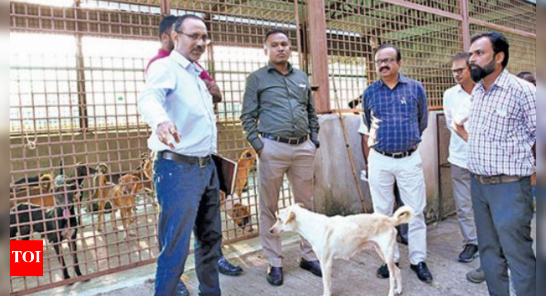 Dhantoli: 7 of 11 dogs caught in Dhantoli were sterilized two years ago ...