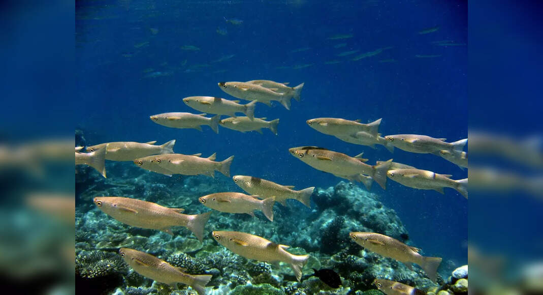 Arunachal all set to get Northeast’s first-ever fish museum | TimesTravel