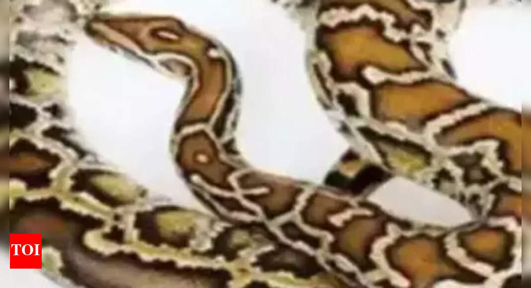 Telangana: Python swallows sheep, shepherd seeks compensation from ...