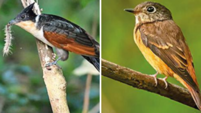 Kolkata: More rare birds spotted at Rabindra Sarobar | Kolkata News ...