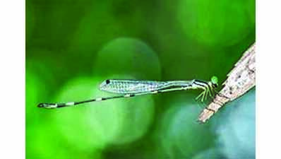 Zoological Survey: New Species Of Damselfly Spotted In Western Ghats ...