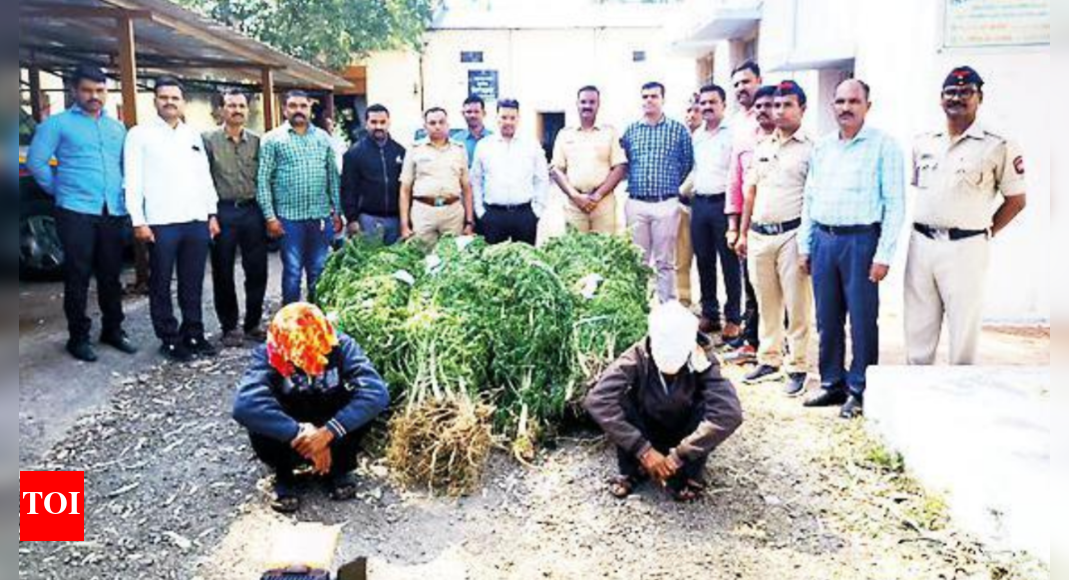 Marijuana: State Excise Dept’s Aurangabad Unit Seizes 82kg Marijuana ...