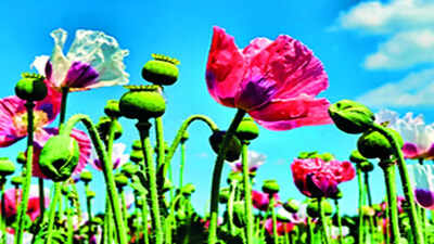 10acre Poppy Cultivation Destroyed In Manipur | Imphal News - Times of ...