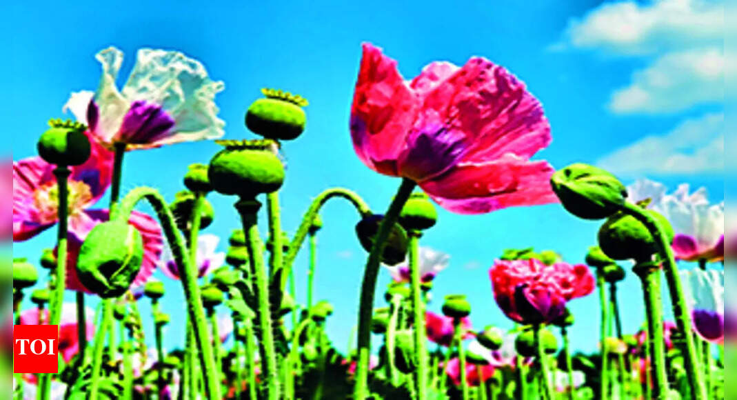 Manipur: 10acre Poppy Cultivation Destroyed In Manipur | Imphal News ...