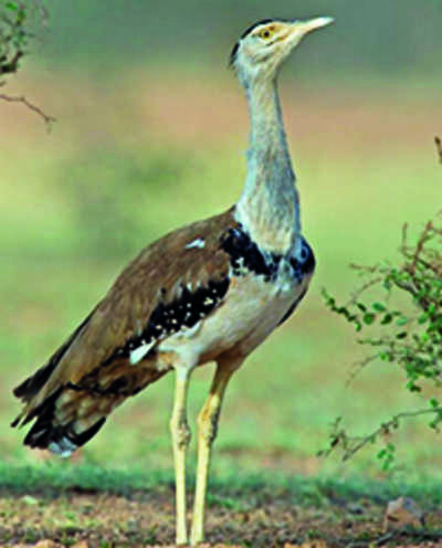 Warora: Lone Gib Sighted In Warora | - Times of India