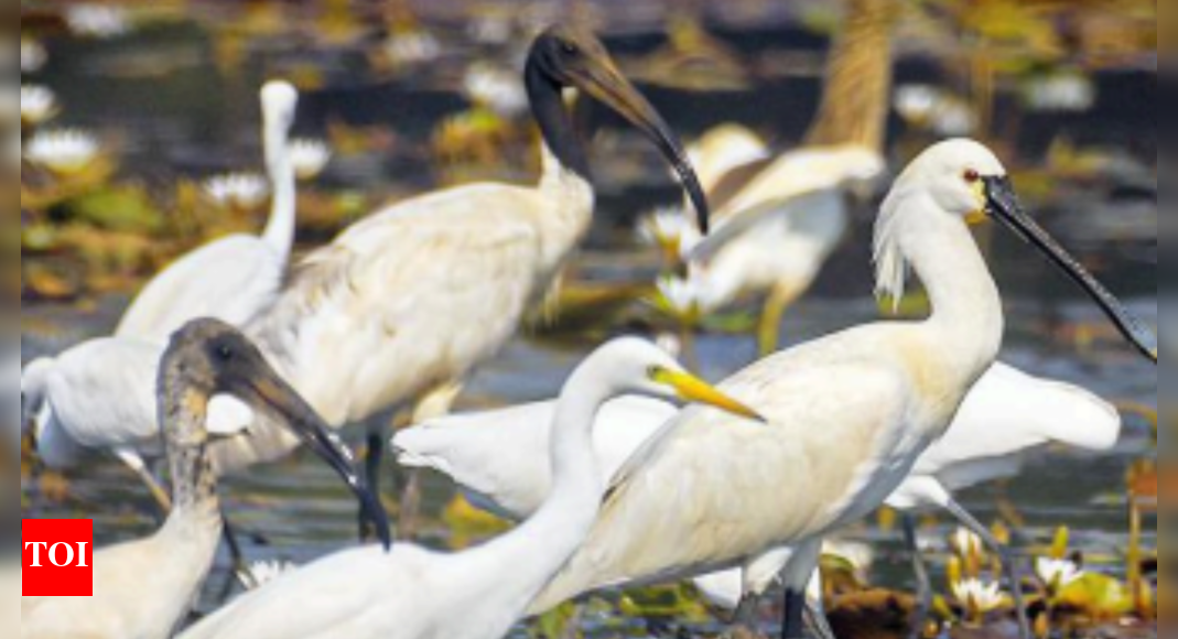 Udupi records first sighting of Eurasian spoonbill bird | Mangaluru ...
