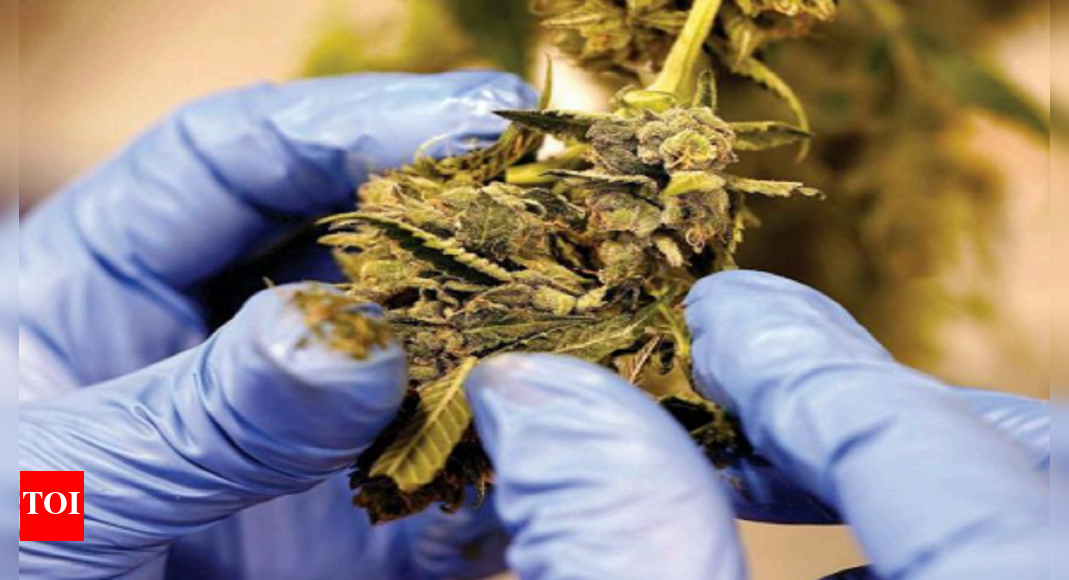 Moira: Goa: Moira resident grows cannabis at home, held | Goa News ...