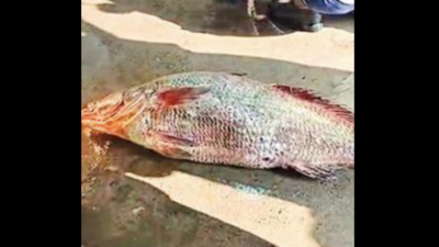Rare fish sells for Rs 5 lakh along Odisha border | Bhubaneswar News ...