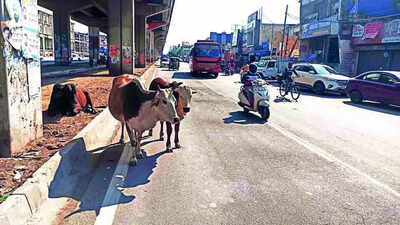 Zirakpur Road A Grazing Ground, Motorists In Peril | Chandigarh News ...