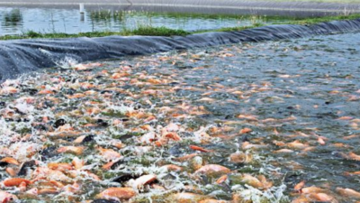 Chicken Waste Diversion To Fishponds To The Fore Again | Visakhapatnam ...