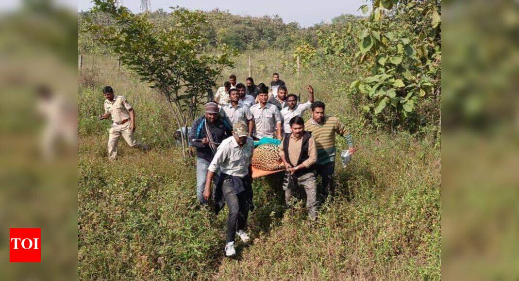 Leopard caught near Jamtha after attacking passer-by | Nagpur News ...