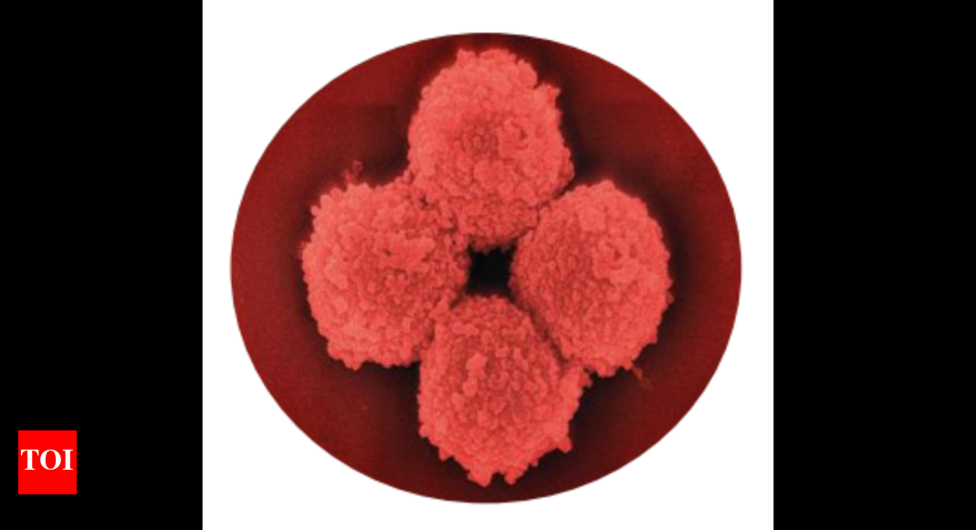 'Polymers can tackle multidrug-resistant bacteria' | Ahmedabad News ...