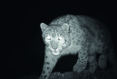 Camera-trap Brings Snow Leopards To The Fore In J&k | Bengaluru News ...