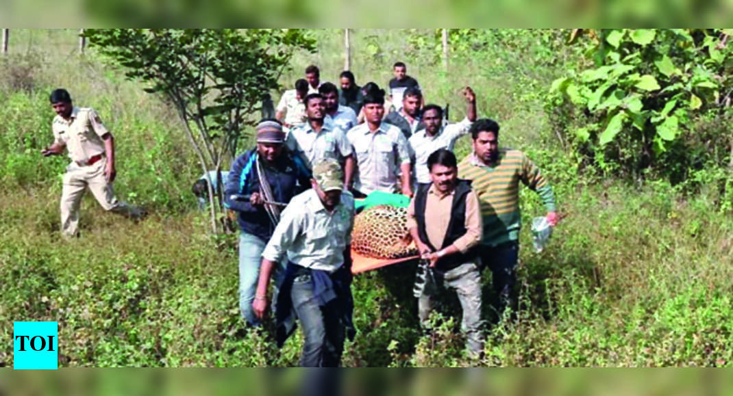 Leopard: Leopard Attacks 40-yr-old Man Near Jamtha Hospital, Caught ...