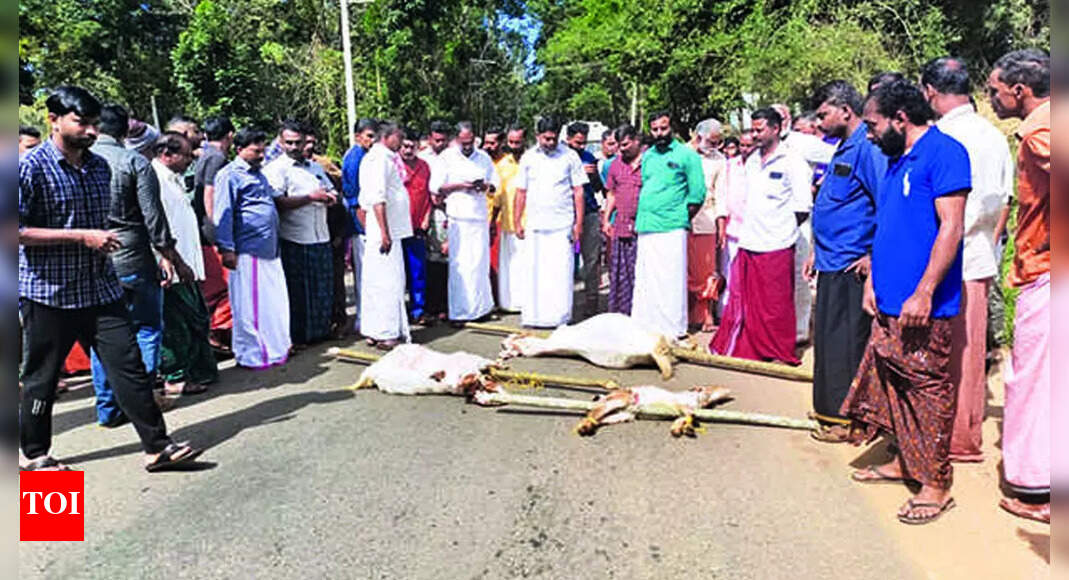 Kerala: Tiger strikes in Wayanad again, kills seven goats | Kozhikode ...