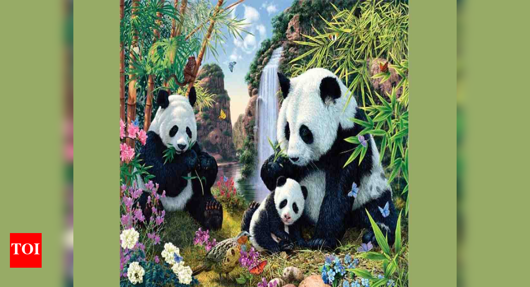 Optical Illusion: Find the 12 hidden pandas in this image - Times of India
