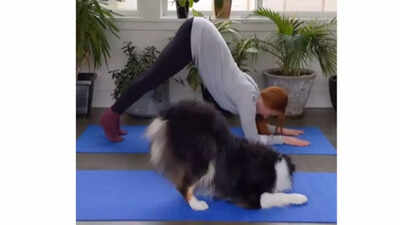 Watch: Video of dog doing yoga with owner is the most adorable thing ...