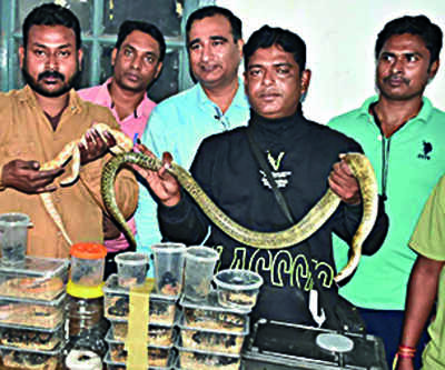 Pune Woman Held With 27 Venomous Snakes | Ranchi News - Times of India