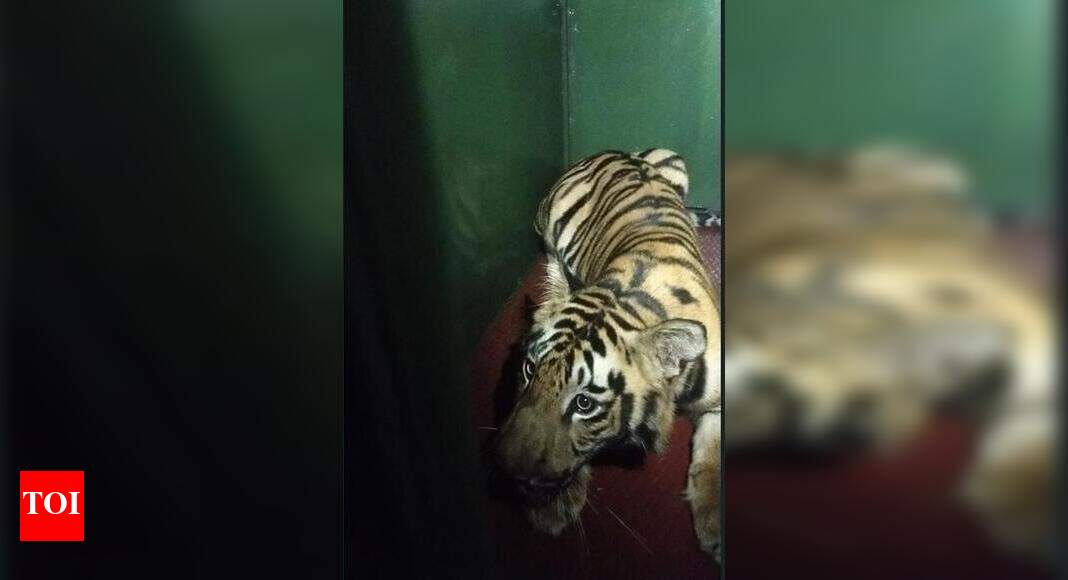 Saighata problem tiger captured | Nagpur News - Times of India