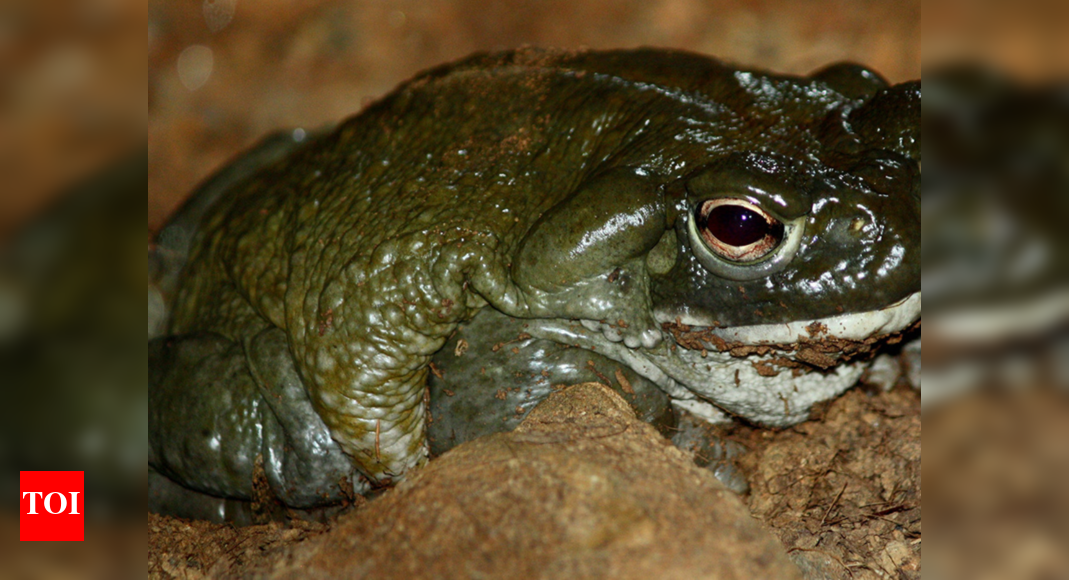 WTF! People in the USA are actually licking toads to get high - Times ...