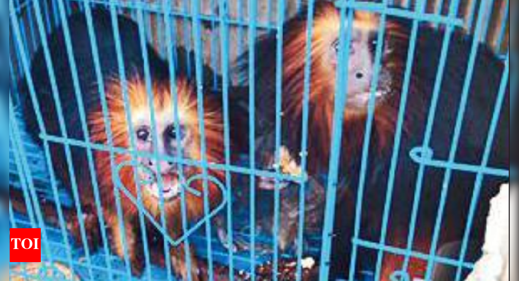 'Most exotic animals from Southeast Asia smuggled through Champhai ...