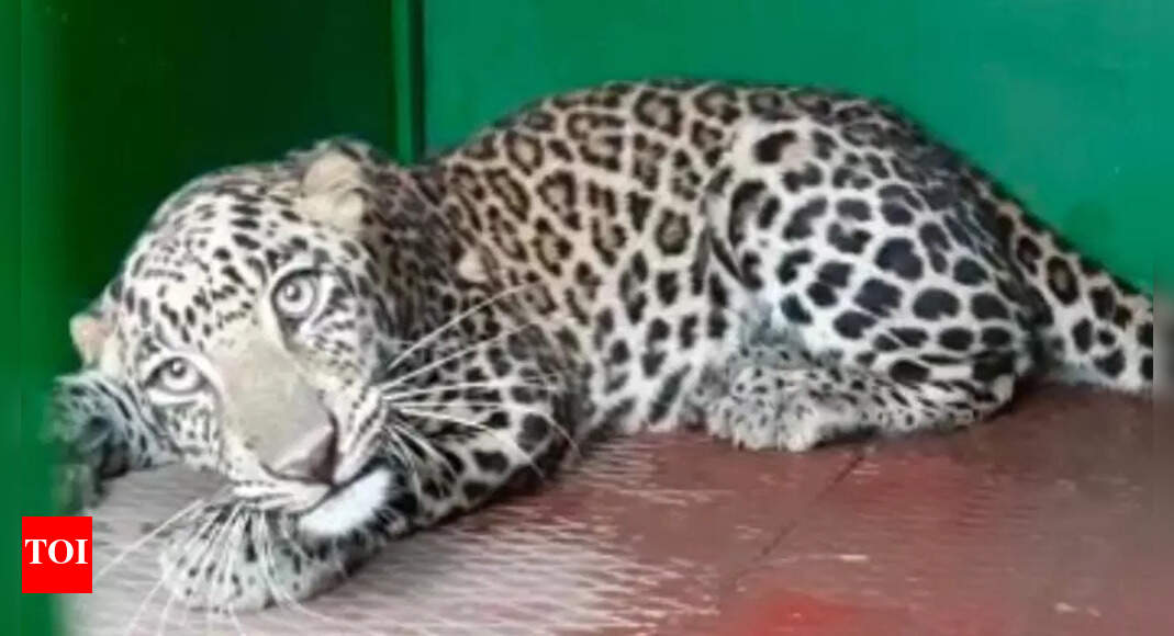 Injured Leopard Rescued From Nanded Dist Shifted To Nagpur ...