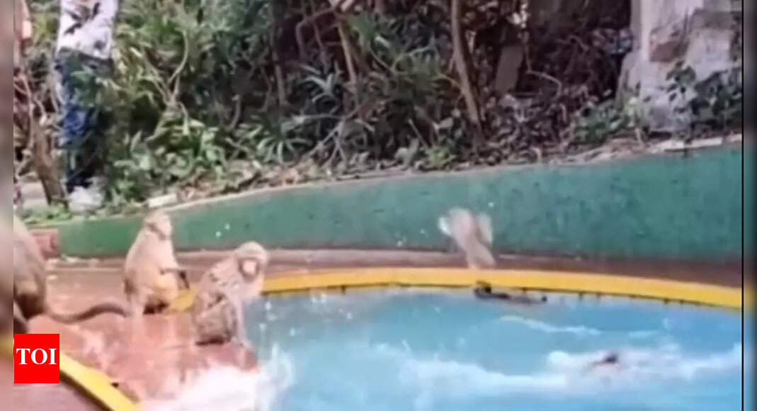 Watch: Video of monkeys jumping and swimming in pool charms internet ...