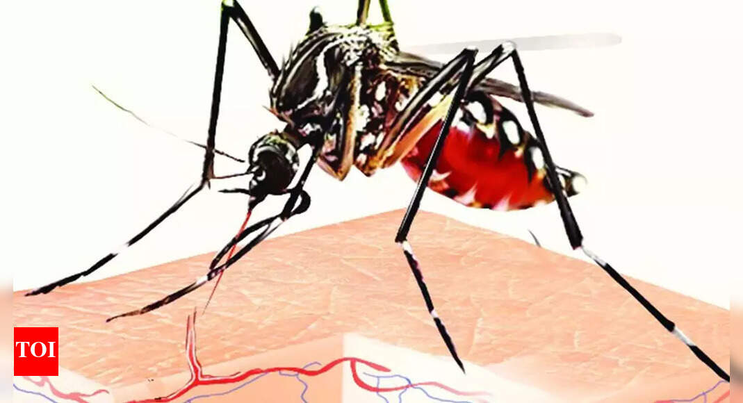 Beware, dengue larvae lurk in your fridge's defrost tray, plant saucers ...