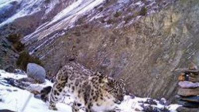Sightings of snow leopard shoot up | Dehradun News - Times of India